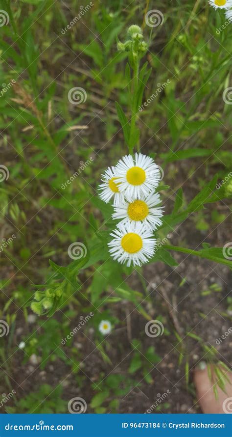 Shasta Daisy Stock Photo Image Of Daisy Blooming Small 96473184
