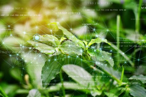 Tricking Pests With Sex Pheromones New Engineered Plants Could Replace