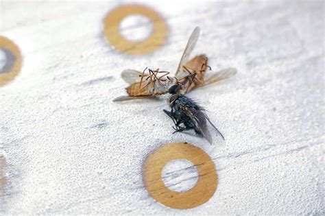 Bug Assault Neils Trips