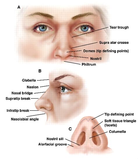 Nose Anatomy Nose Diagram Human Anatomy Nose