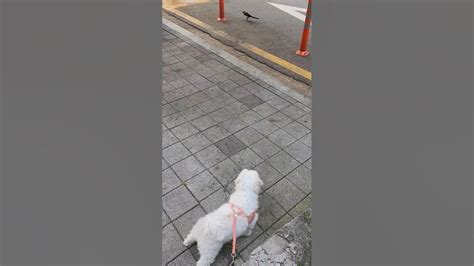 겁쟁이 말티즈 Youtube