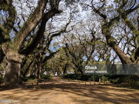 Forest Hairy Trees With Wavy Curly Branches With Clear Blue Sky On The