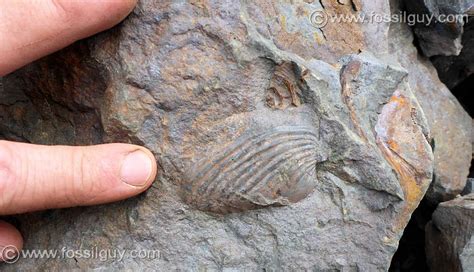 Mahantango Formation Fossils A Slice Of A Middle Devonian Reef