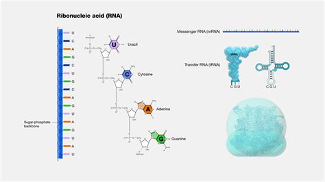 Ribonucleic Acid Rna