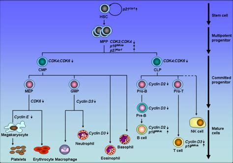 Gene Deletions Affecting Haematopoiesis Gene Deletions Are Shown Next Download Scientific
