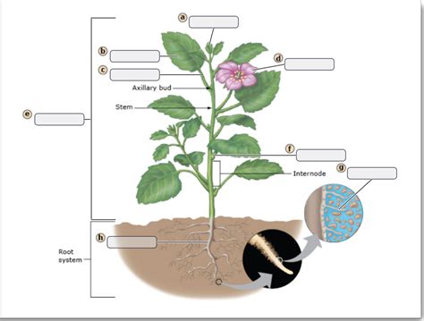 Biology Plant Structure And Hormones Diagram Quizlet