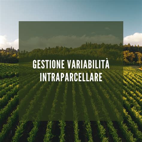 Managing Vineyard Variability By Variable Rate Fertilization Different Fertilizers Leads To