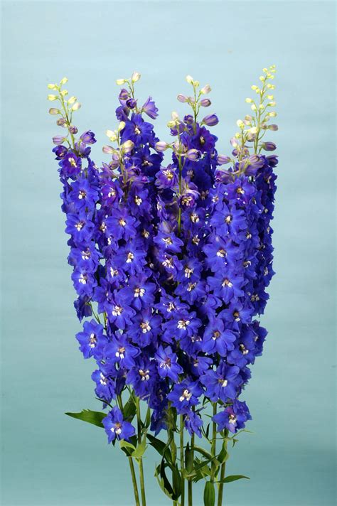 Delphinium F1 Ariel Blue Miyoshiandco Ltd