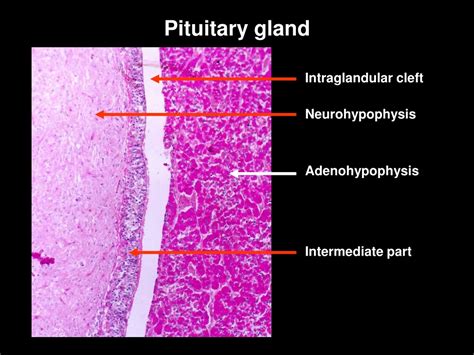 Ppt Anatomy Of Endocrine Glands Pituitary Thyroid And Parathyroid