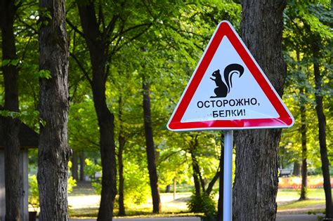 Осторожно, Белки! | Пикабу