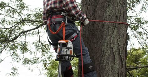 Arborist Safety Tips For Tree Work Rock N Arbor