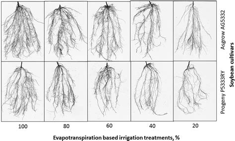 Water Deficit Effects On Soybean Root Morphology And Early Season Vigor