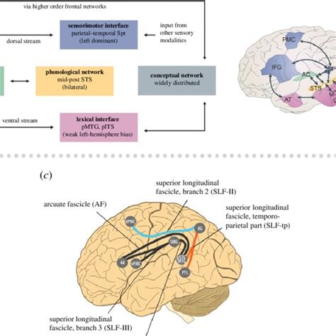 Ab Dual Stream Model Of Spoken Language Processing Adapted From