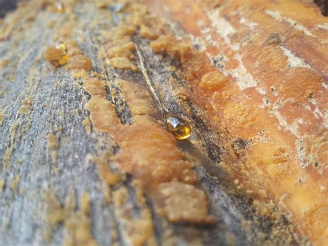 Tree Sap