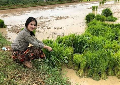 ฮัก ณ สะแบง มาแดดคักแท่ แล้วบ่น้อดำนา ตลาดกะอยากไป