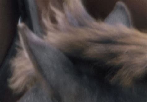 Epson Perfection V Pro Review Testbericht Flachbettscanner Tpu