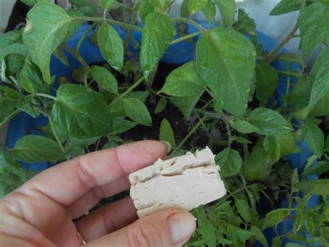 Дрожжевая подкормка для помидор рецепт Подкормка томатов дрожжами в открытом грунте Легкие