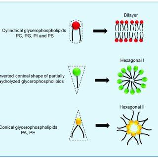 Cell Membrane Configurations As Affected By The Lipid Composition The Download Scientific