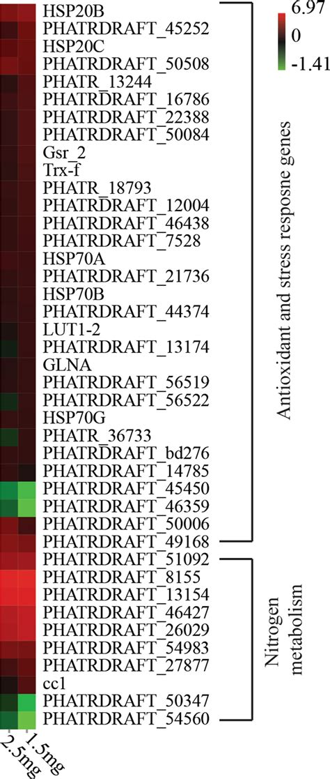 Heatmap Of Differentially Expressed Genes Assigned To Antioxidant