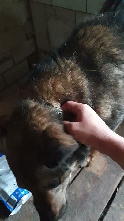 Ошейник на трёхлапике Сколько он так с ним был Youtube