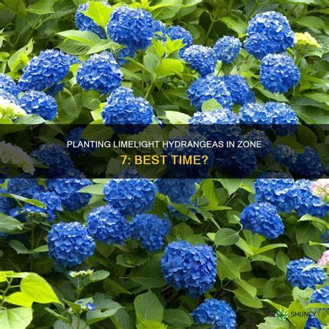 Planting Limelight Hydrangeas In Zone 7 Best Time Shuncy