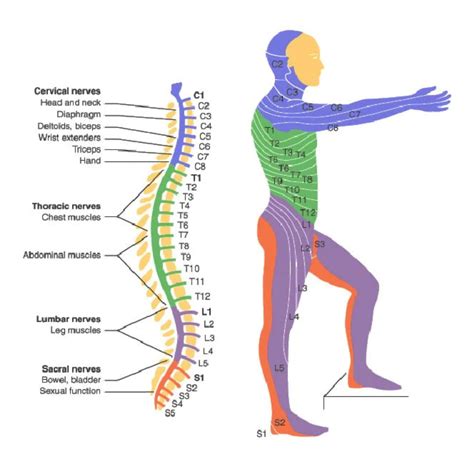 Sci Lesión De La Médula Espinal Parapléjico Inclusive Inc