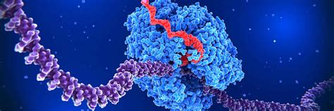 Strand Specific Rna Seq Accurate Transcriptomics Revvity