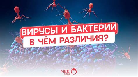 Вирусы и бактерии заболевания сравнение симптомов