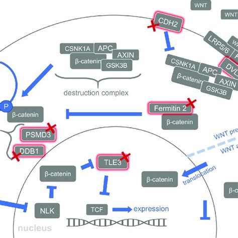 Altered β Catenin A Visual Summary Of The Wnt β Catenin Cascade Download Scientific Diagram