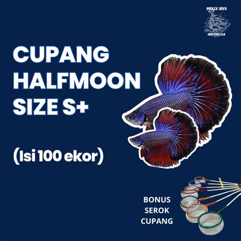 Molly Jaya Id Molly Jaya Indonesia