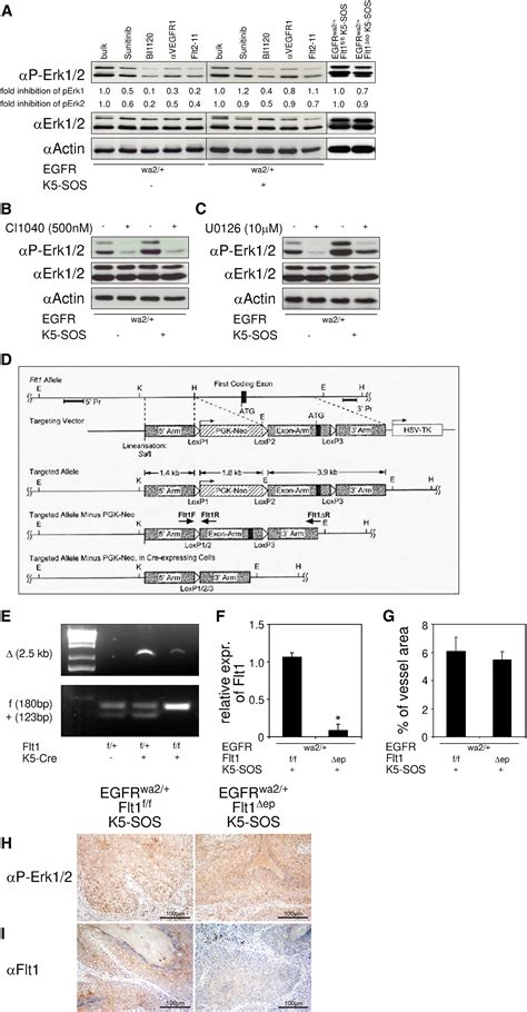 Autocrine Vegf Signaling Synergizes With Egfr In Tumor Cells To Promote Epithelial Cancer