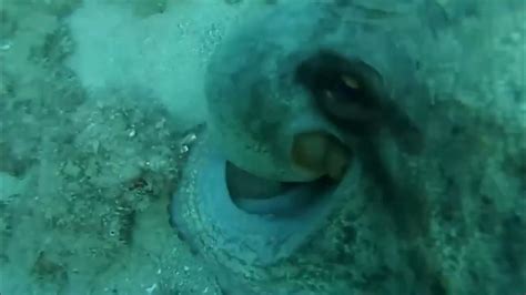 5 клас Твої відкриття Дифузія урок 04 Youtube