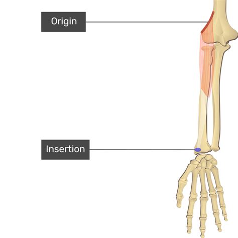 Brachialis Muscle Origin