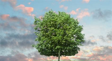 Github Akthammomani Decision Tree Based Binary Classifiers To Help Rr Diner Coffee Using Data