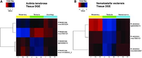 heatmap for tissue specific rna seq differential gene expression dge