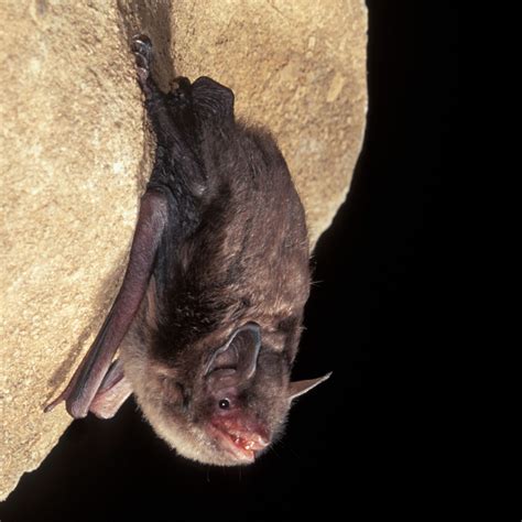Myotis Sodalis Identification