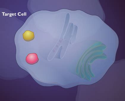 Antigen Processing Play Online On Flash Museum