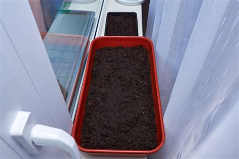 씨앗 토마토와 후추는 봄에 집에 흰색 창턱에 플라스틱 상자에 심어 땅에 씨앗 테이블에 심기위한 식물과 꽃 준비의 씨앗 0명에 대한 스톡 사진 및 기타 이미지 Istock