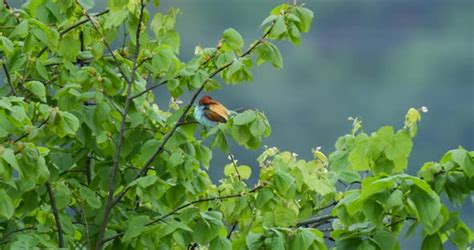 European Bee Eater Nature Stock Footage Ft Nature And Animal Migration