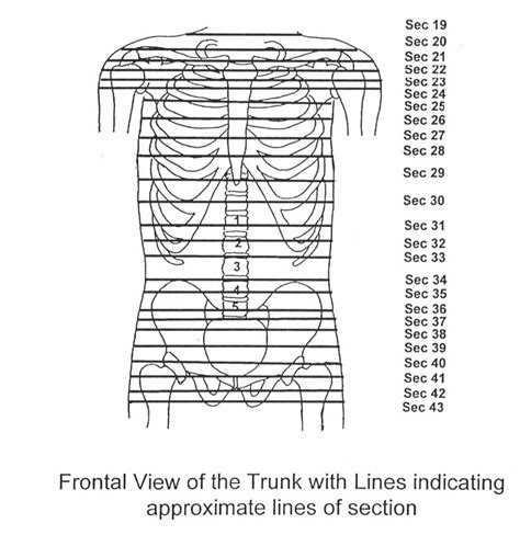 Cross Sectional Human Anatomy