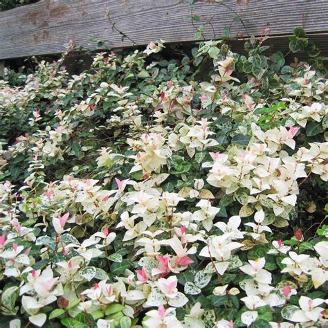 Snow N Summer™ Asiatic Jasmine Vibrant Color And Easy Ground Cover