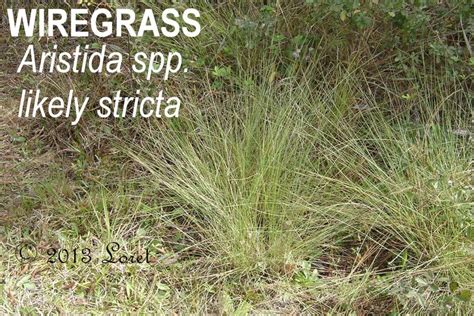 Wiregrass Aristida Spp Likely Stricta Florida Native Plants Native Plants Poaceae
