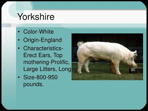 Ppt Swine Breeds Powerpoint Presentation Free Download Id 6668638