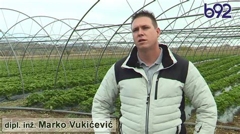 Nova Premijum Sorta Jagode Federica Marko Vukićević ž Youtube