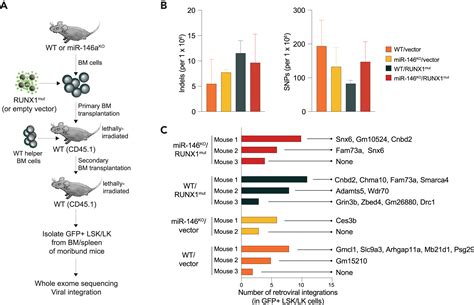 dysregulated innate immune signaling cooperates with runx1 mutations to
