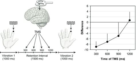 Experimental Procedure And Behavioral Result For Tactile Discrimination Download Scientific