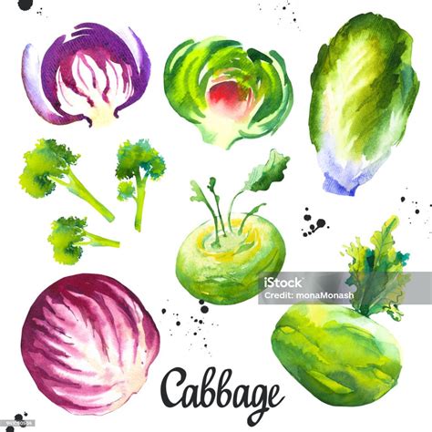 수채화 일러스트 삽화를 재배 하는 농장으로 야채 세트 양배추 콜리플라워 브로콜리 양배추 아 티 초 크 신선한 유기농 식품 채소에 대한 스톡 벡터 아트 및 기타 이미지