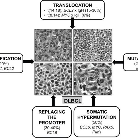 pdf pathophysiology and molecular aspects of diffuse large b cell lymphoma