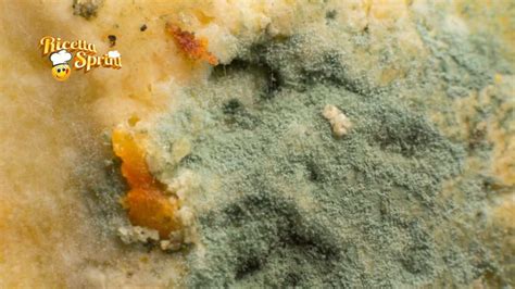 Muffa Sul Cibo Massima Attenzione Non Tutti Possono Essere Mangiati