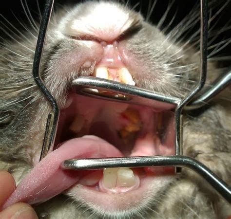 Rabbit Teeth Dental Month At Abvc 15 Off Dental Services